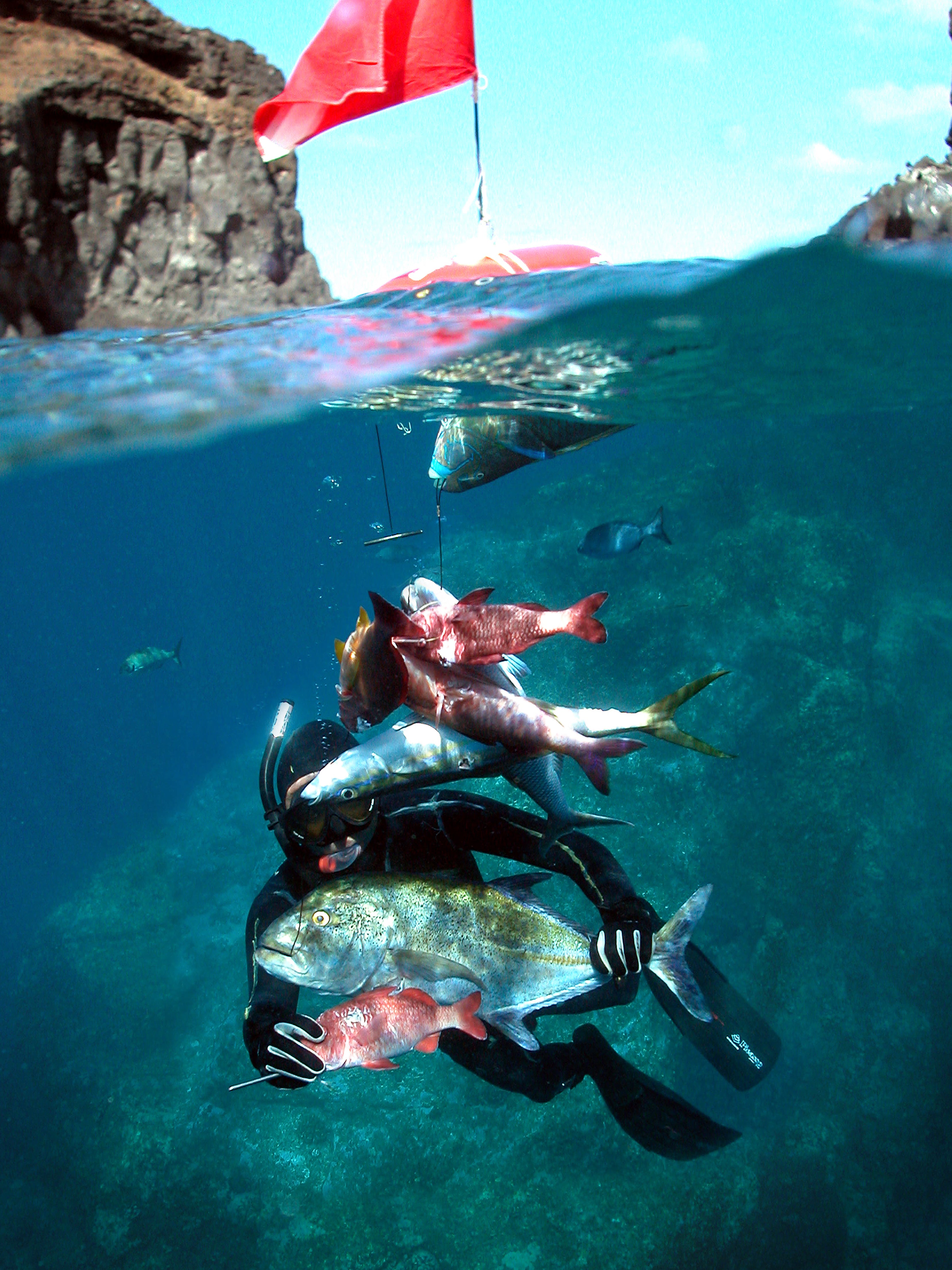 HSD Kui - Float Stringer – Hanapaa