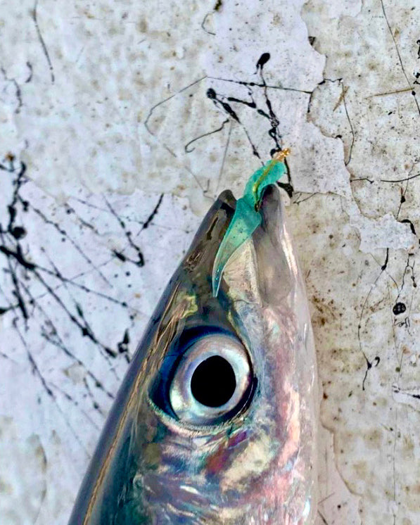 Arrow Worm – Hanapaa